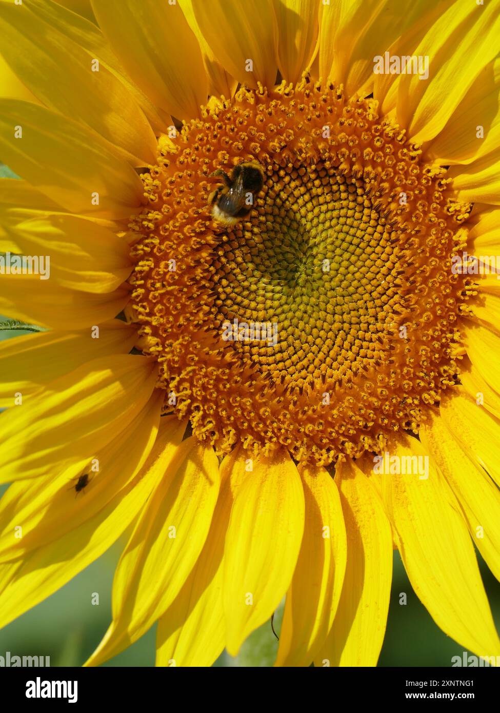 Sunflower honey bee blooming sunflowers hi-res stock photography and ...