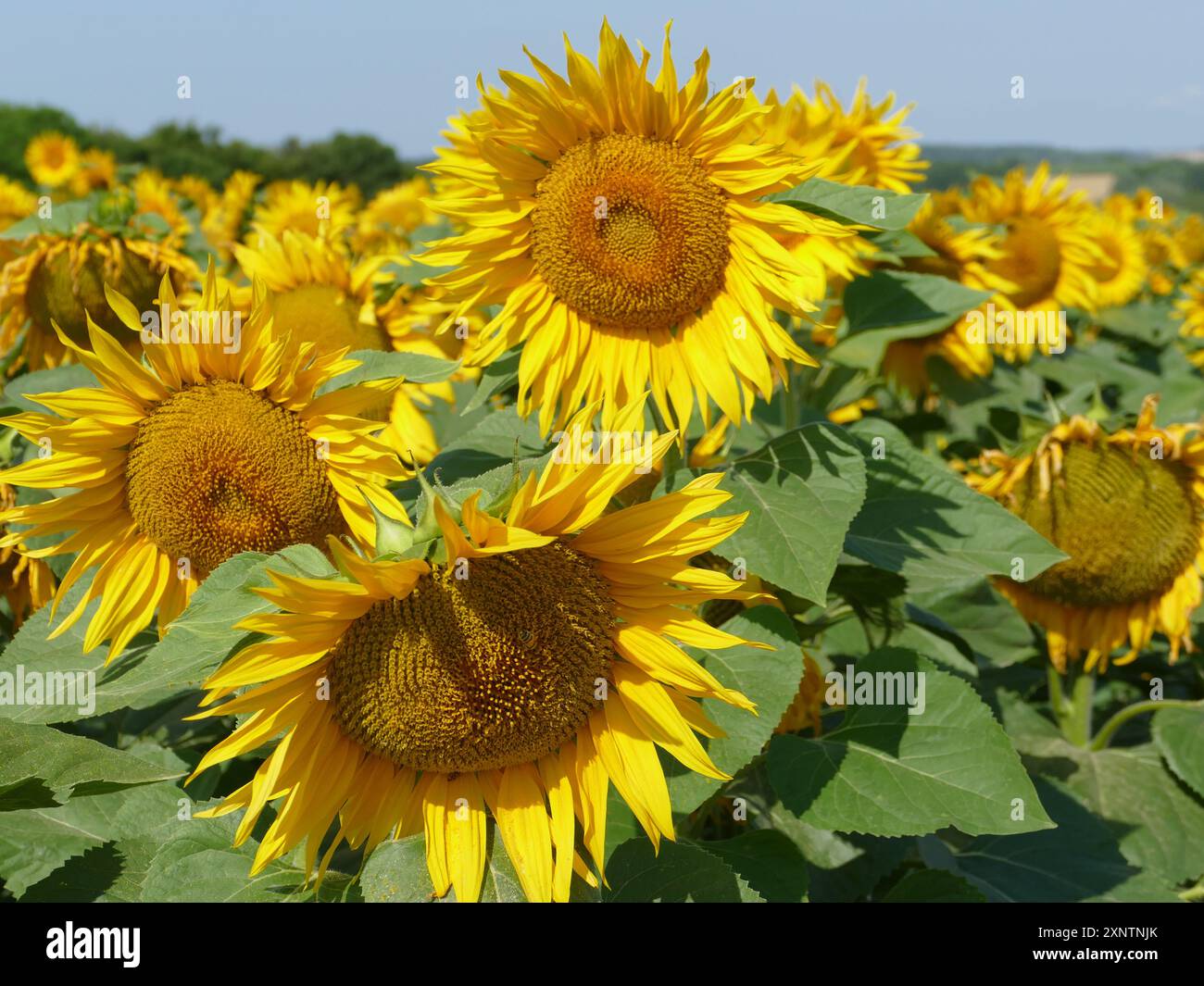 Golden field of sunflowers hi-res stock photography and images - Alamy