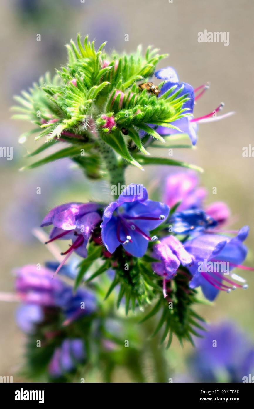 Viper's bugloss echium vulgare flower, beautiful blue flowers Stock ...