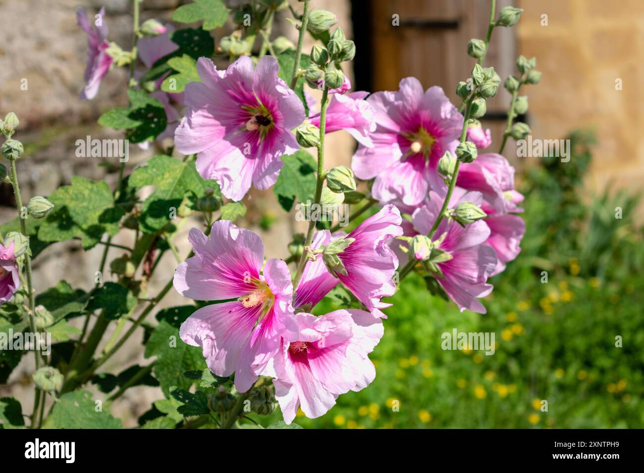 Pink hollyhock in a garden outdoors, alcea rosea, althaea rosea Stock ...