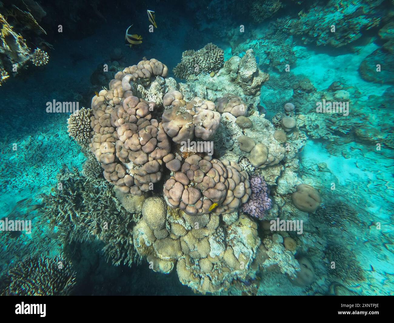 Underwater world. Coral reef and fishes in Red sea at Egypt Stock Photo ...