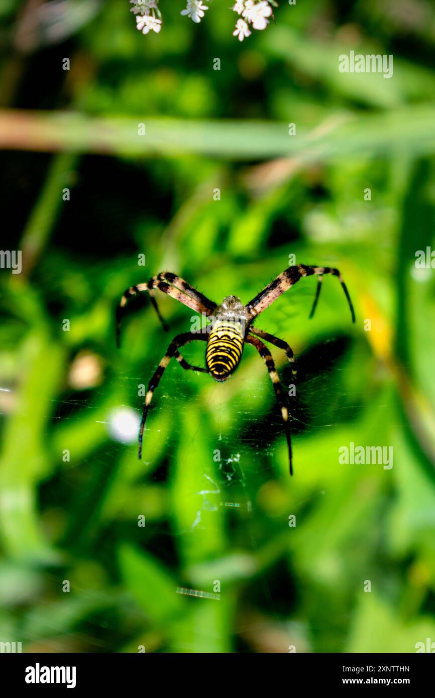 Wasp spider, striped spider of the araneidae family Stock Photo - Alamy