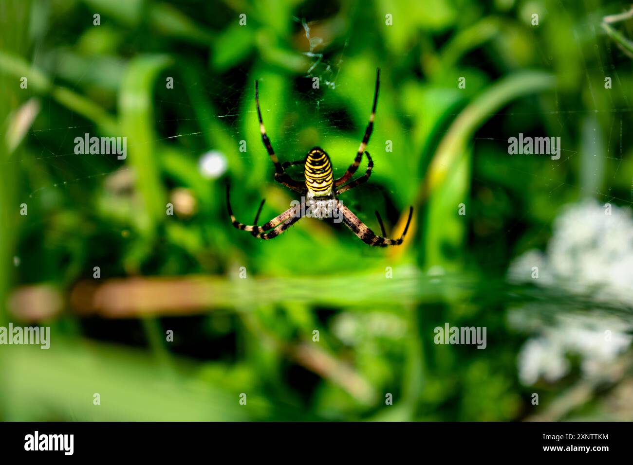 Wasp spider, striped spider of the araneidae family Stock Photo - Alamy