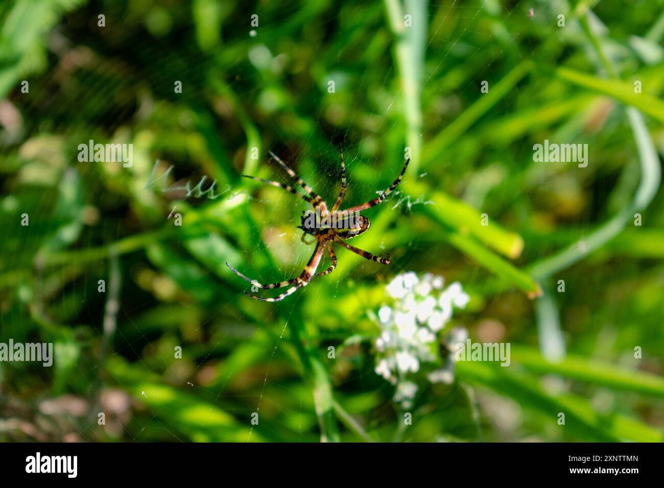 Wasp spider, striped spider of the araneidae family Stock Photo - Alamy