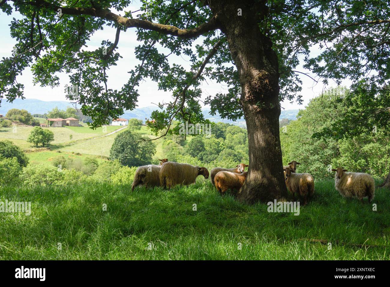 Flock of sheep under the shade of an oak tree in Carranza Stock Photo ...