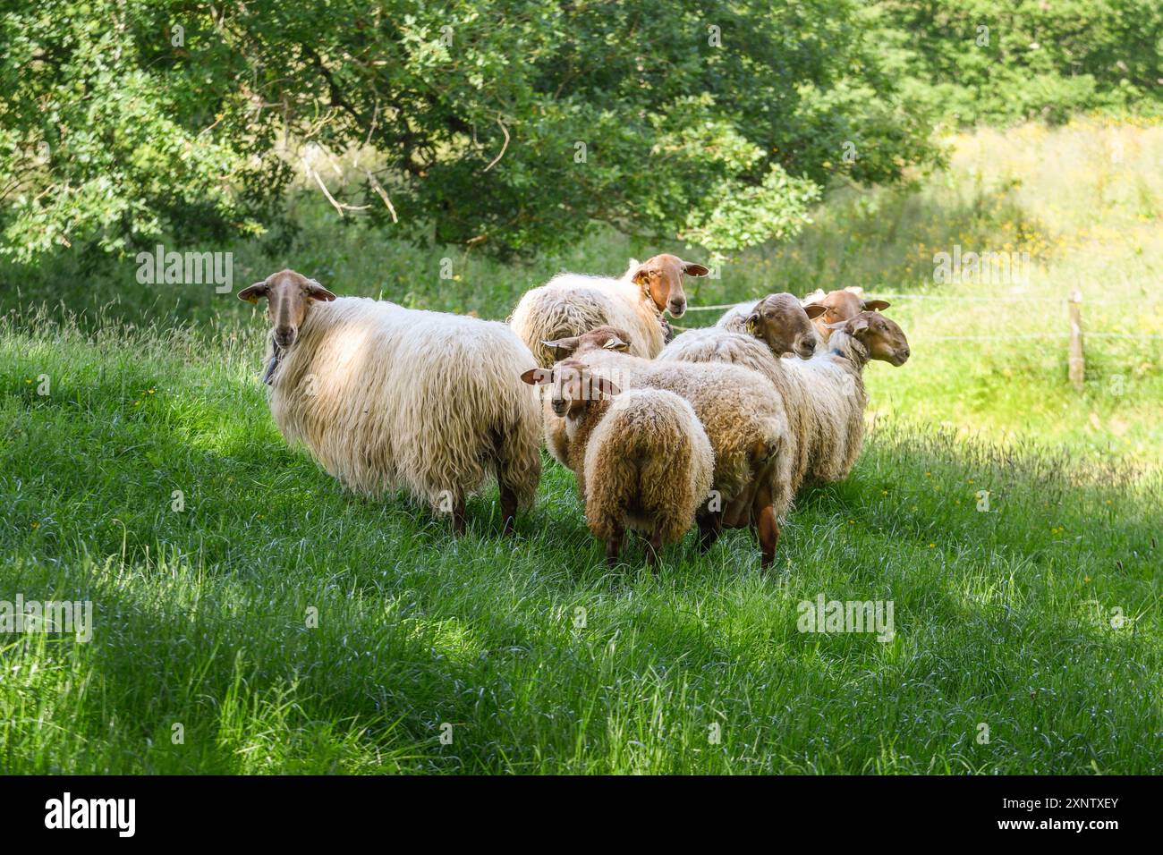 Flock of sheep under the shade of an oak tree in Carranza Stock Photo ...
