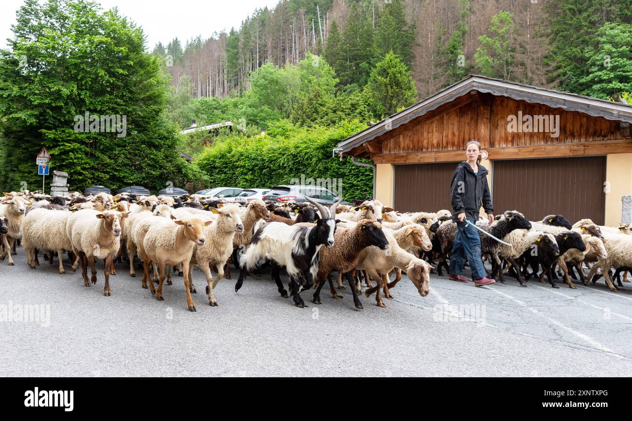 Sheep herding culture hi-res stock photography and images - Alamy