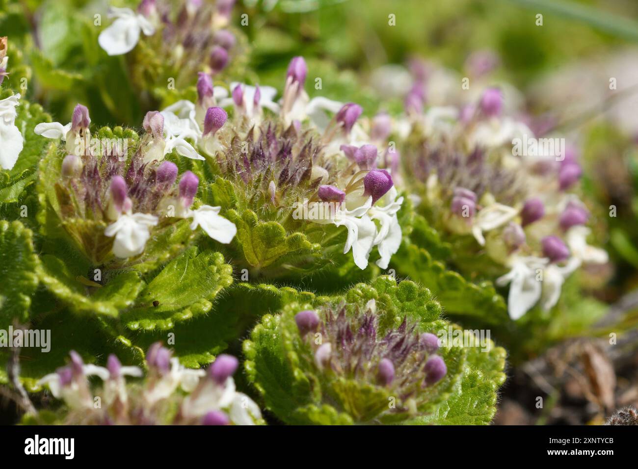 Plant of the Lamiaceae family on limestone rock Stock Photo - Alamy