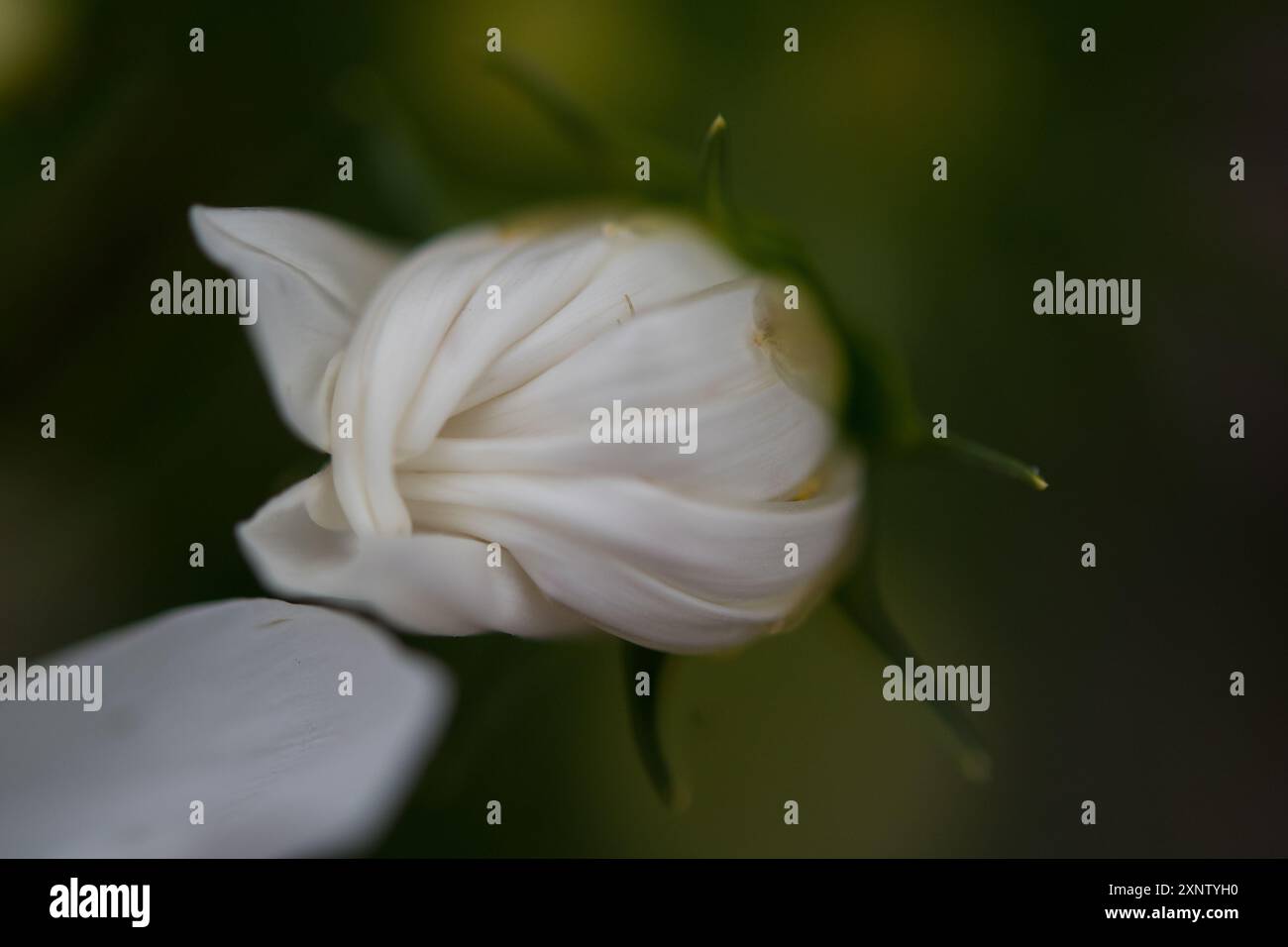 Cosmos flower not quite fully bloomed yet Stock Photo - Alamy