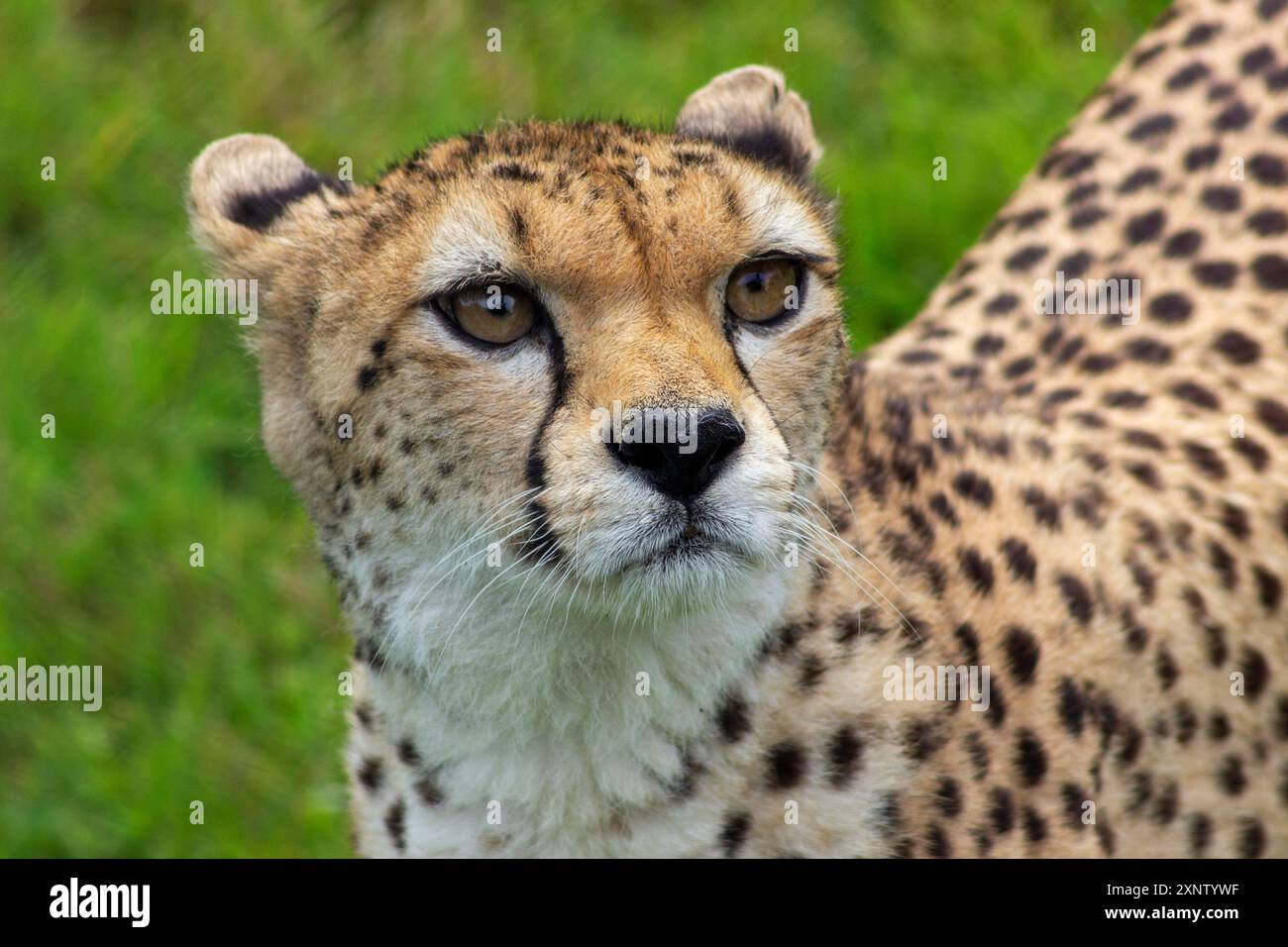 Handout photo dated 01/08/24 issued by Royal Zoological Society of ...