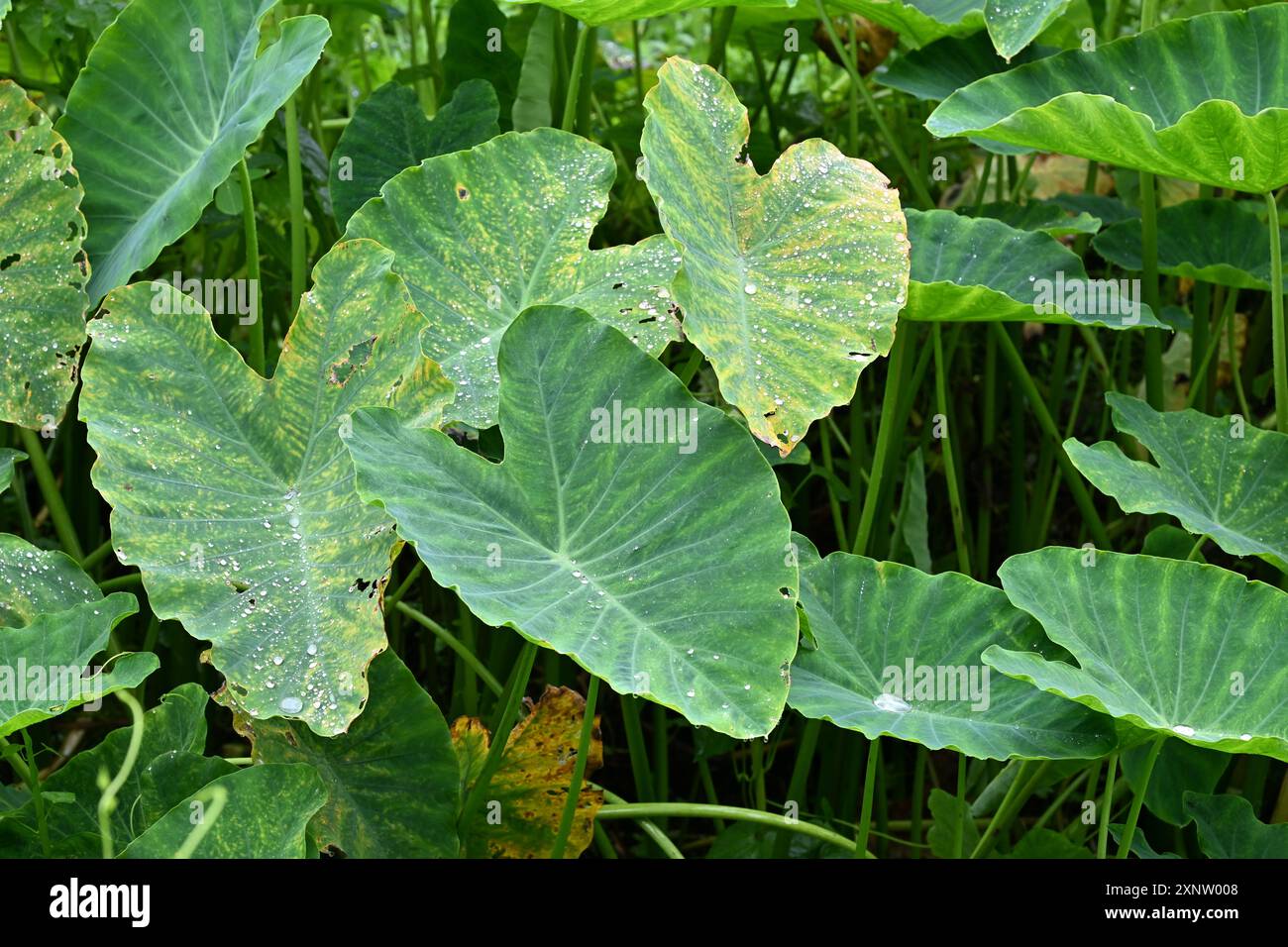 Colocasia nancy or cultivar from colocasia esculenta hi-res stock ...