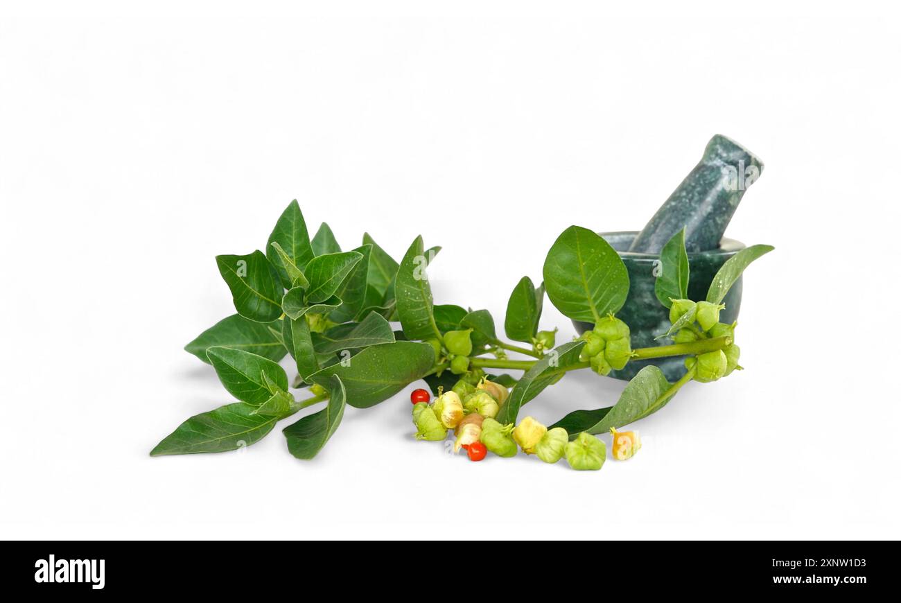 Organic Withania Somnifera, Ashwagandha, Indian Ginseng, Poison ...