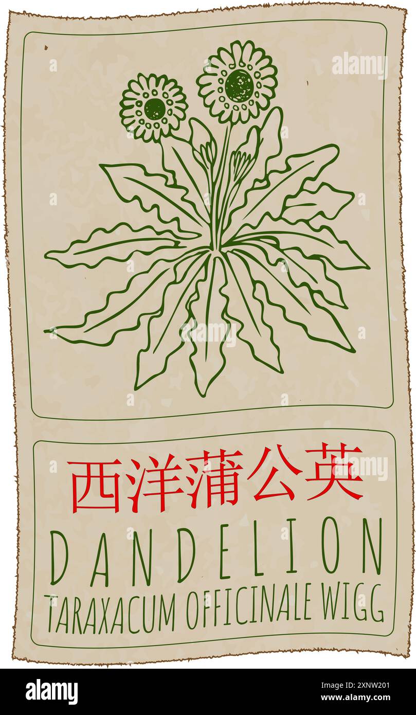 Vector drawing DANDELION in Chinese. Hand drawn illustration. Latin ...