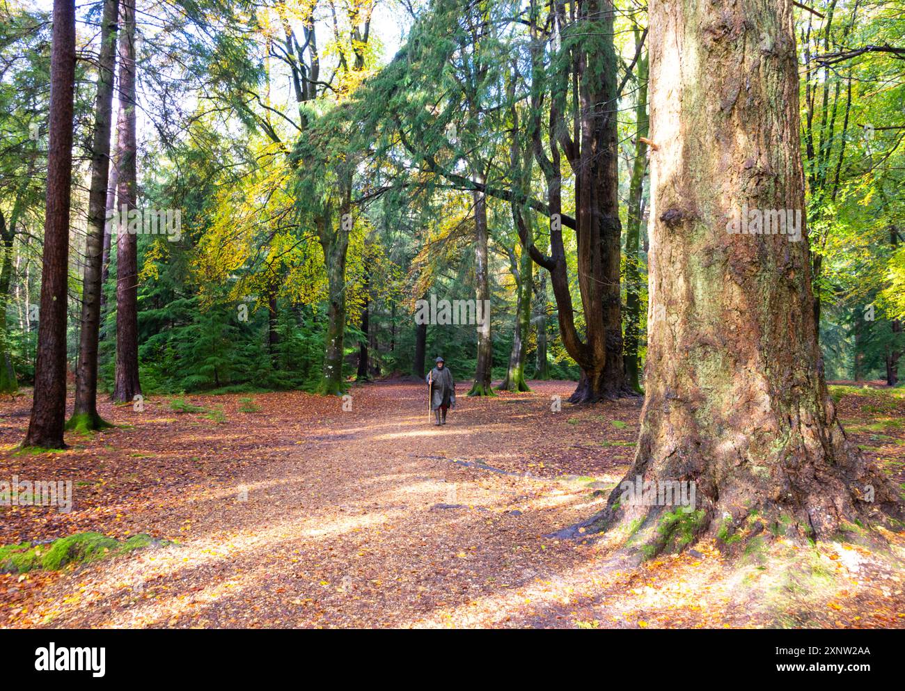 Blackwater Tall Trees trail in New Forest National Park, Hampshire ...