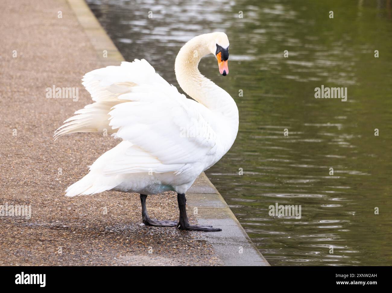 Windsor berkshire swan hi-res stock photography and images - Alamy