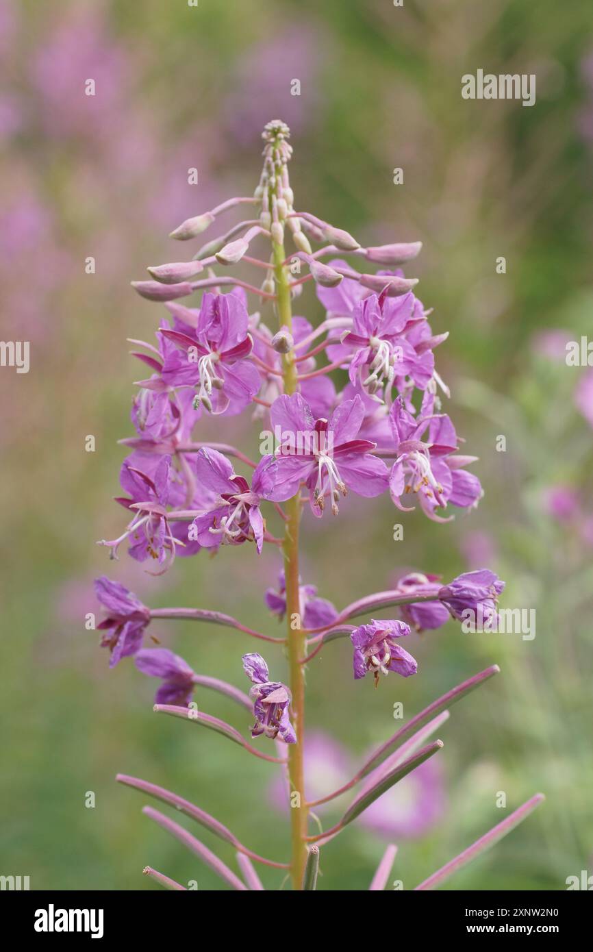 Angustifolium chamaenerion angustifolium hi-res stock photography and ...