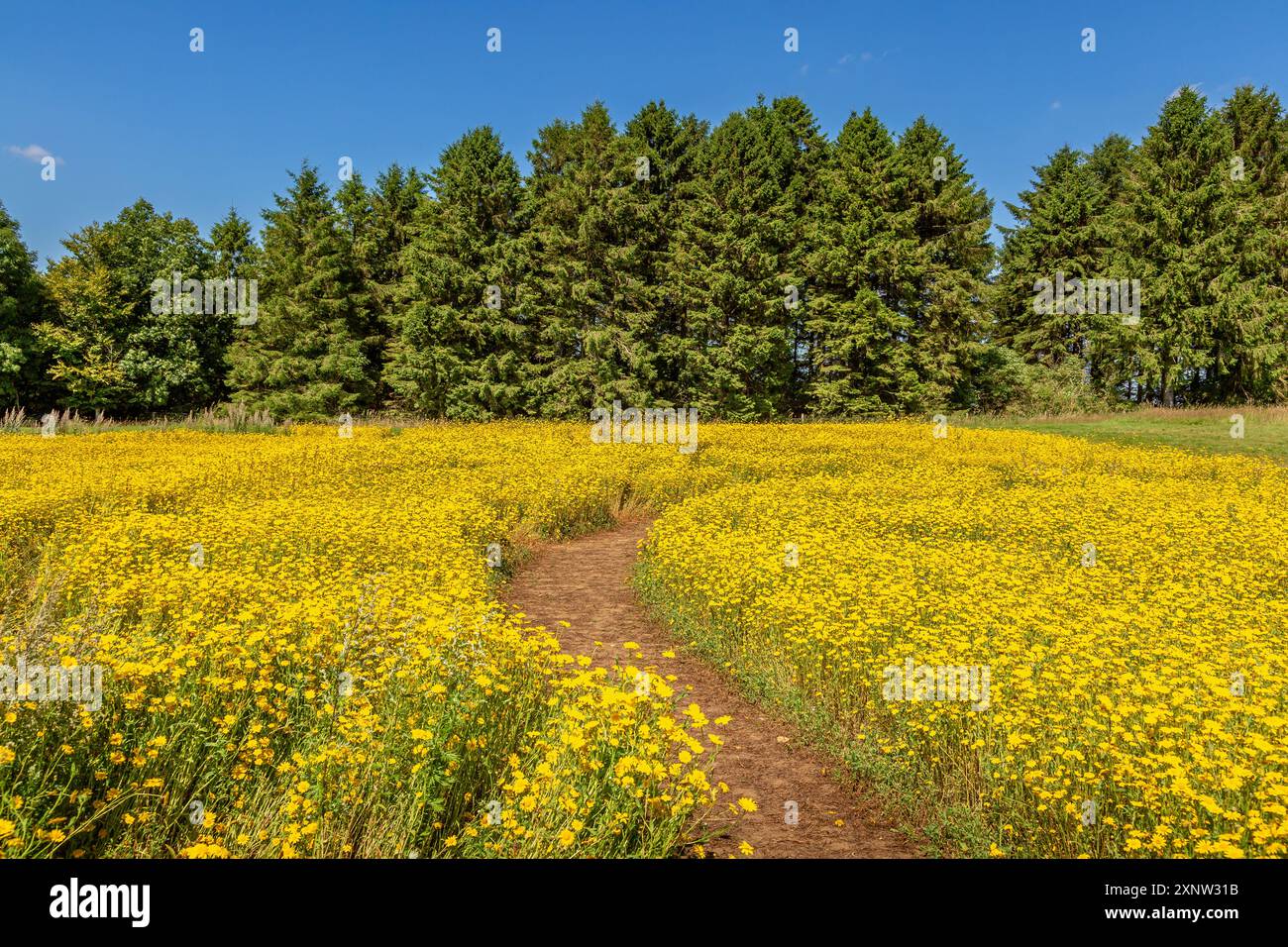 Cotswold Lavender Vibrant Wild Flower Fields Stock Photo - Alamy