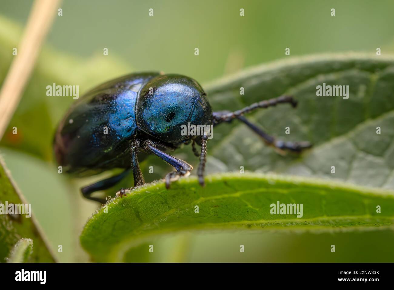blue mint leaf beetle - Chrysolina coerulans, beautiful metallic blue ...