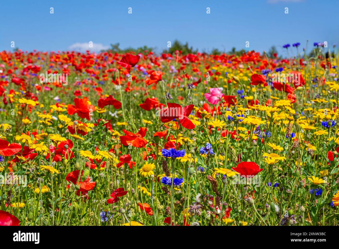 Cotswold Lavender Vibrant Wild Flower Fields Stock Photo - Alamy