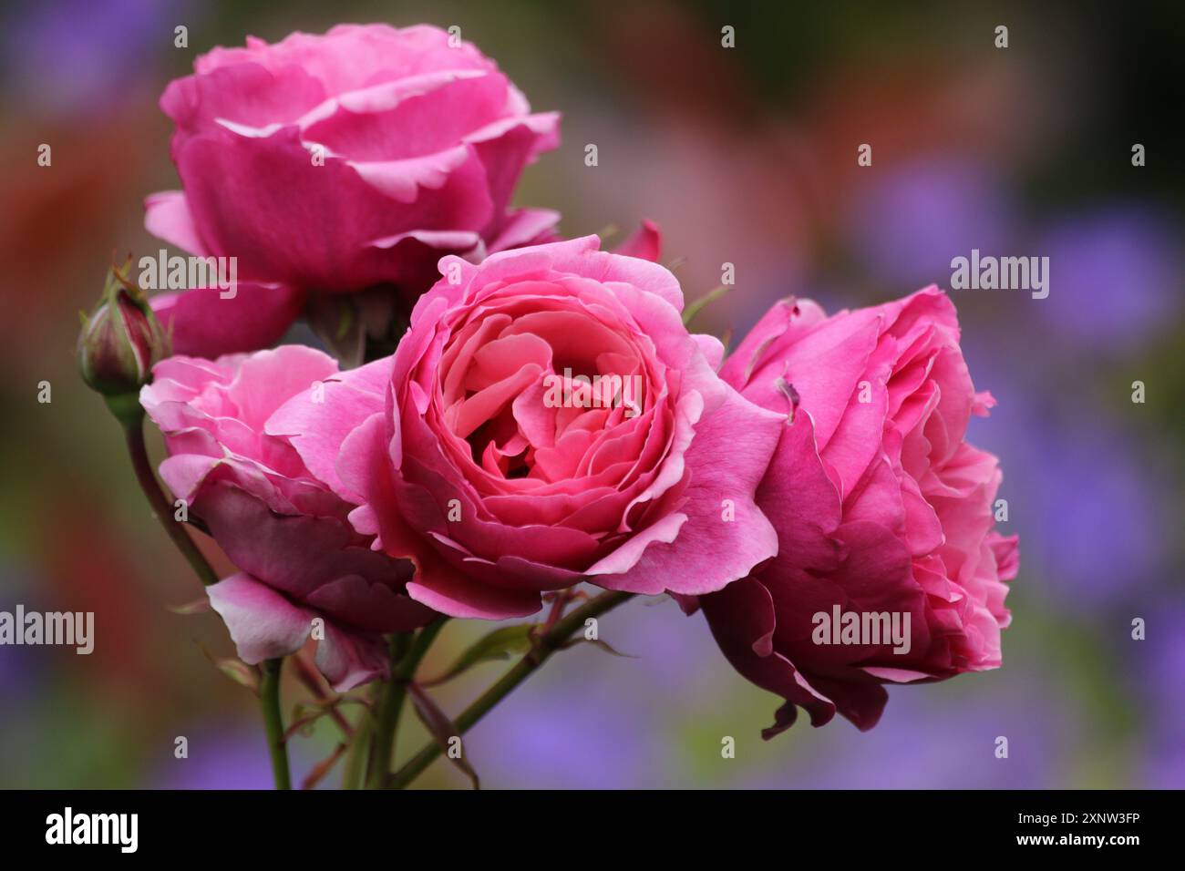 Rose hip in bloom hi-res stock photography and images - Alamy