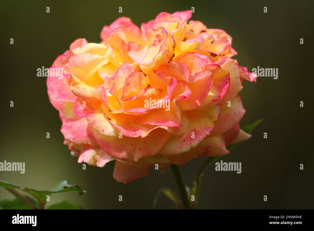 One yellow pink rose hi-res stock photography and images - Alamy