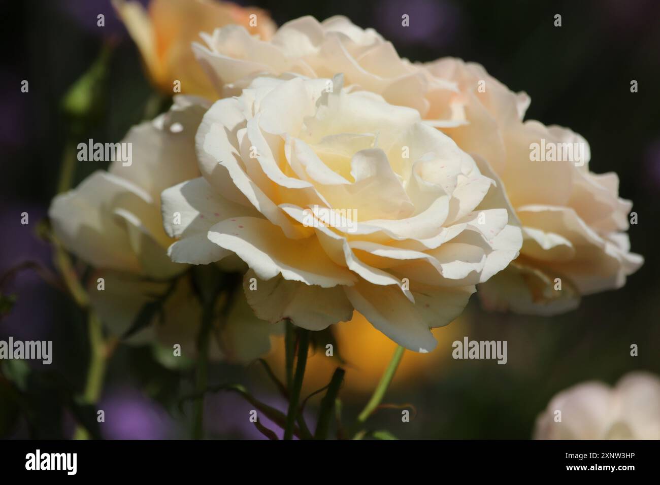 Roses in shades of cream hi-res stock photography and images - Alamy
