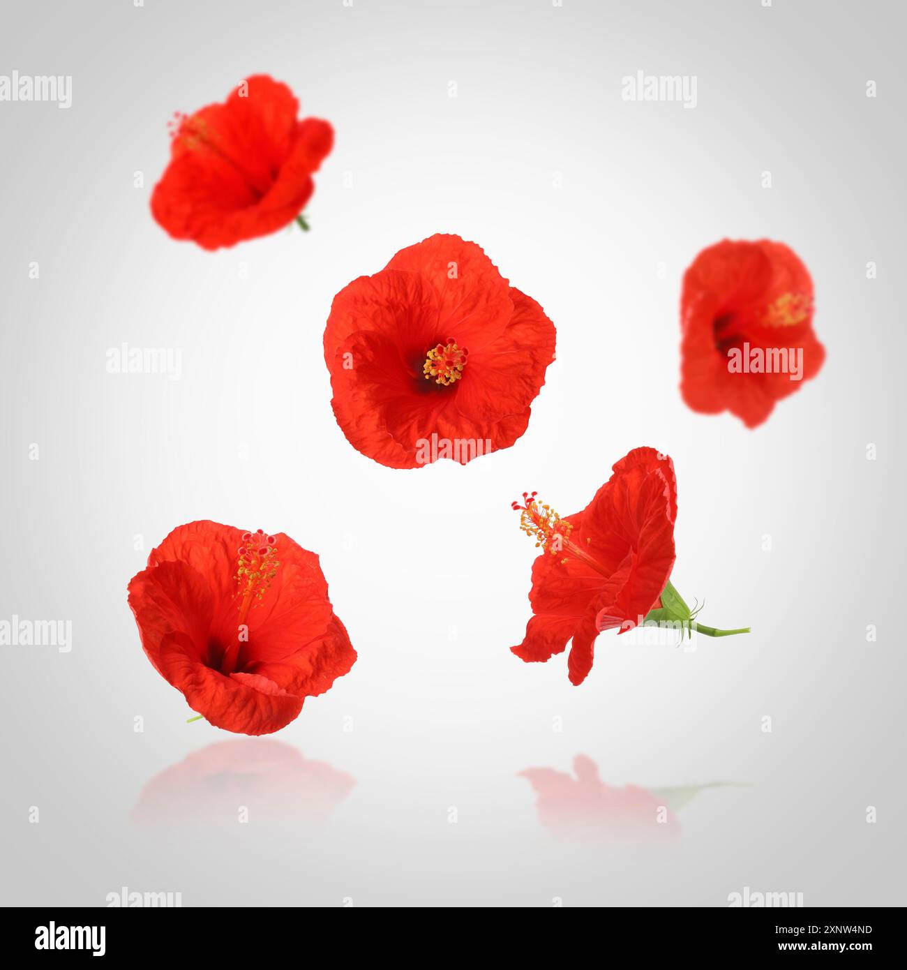 Grey hibiscus hi-res stock photography and images - Alamy