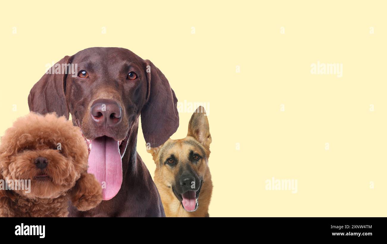 Adorable dogs on beige background. Banner design with space for text ...