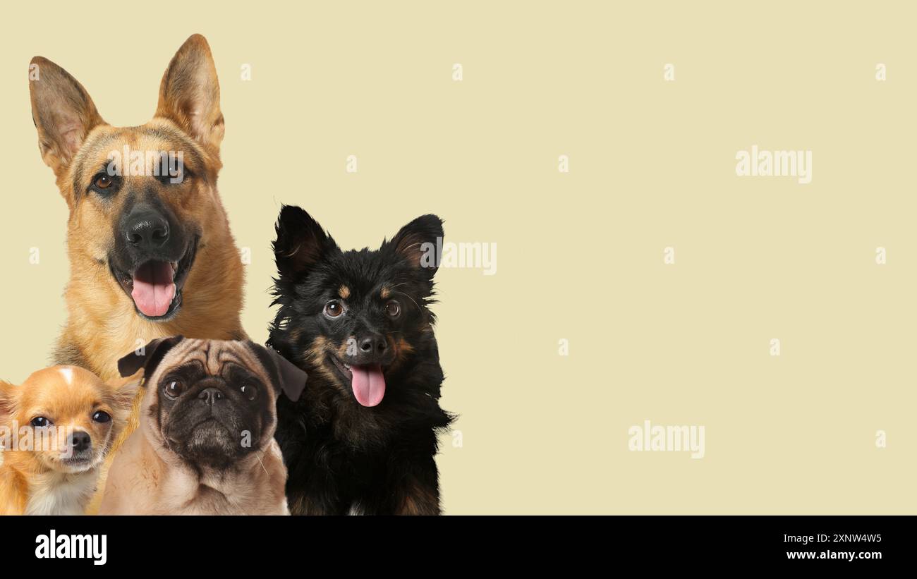 Adorable dogs on beige background. Banner design with space for text ...