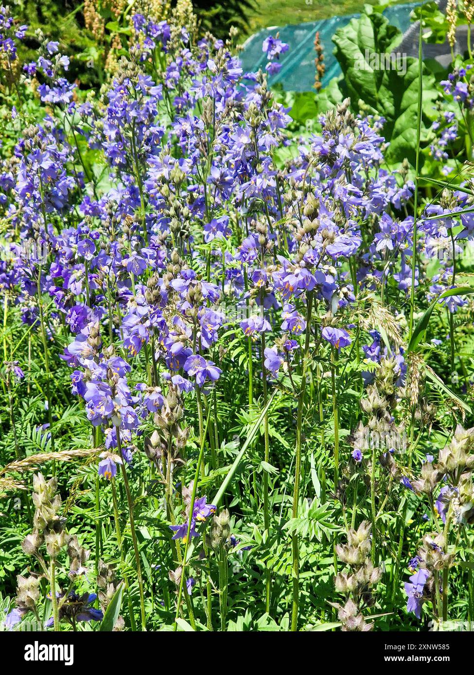 Jacobs laddern flower hi-res stock photography and images - Alamy