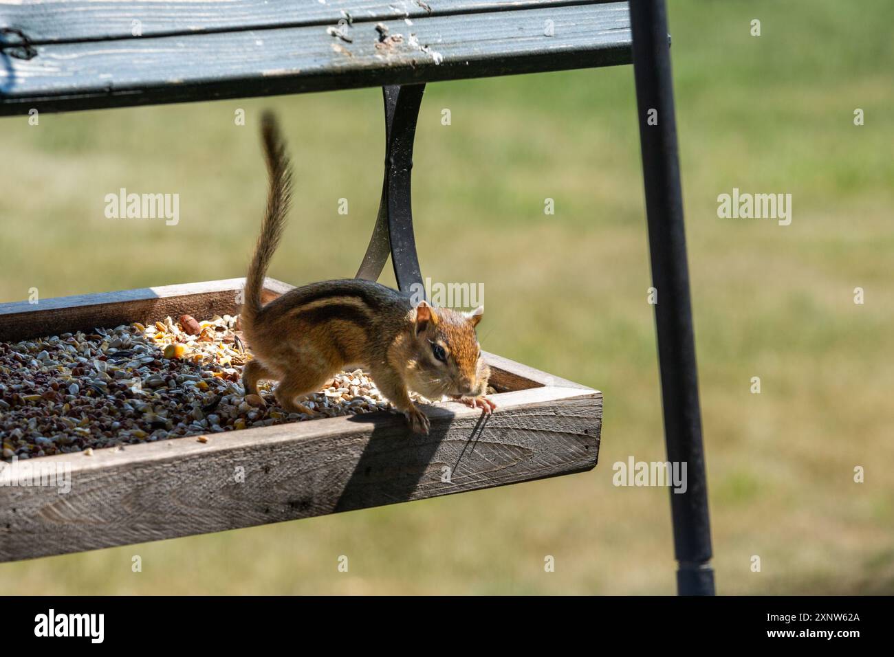 A chipmunk in a birdfeeder with his cheeks full of bird food Stock ...