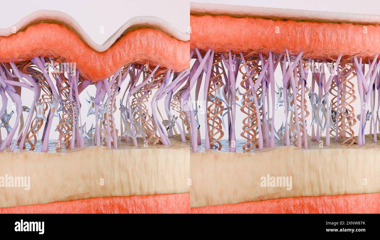 Collagen serum drop enhancing fibers regeneration skin tissues. wrinkle ...