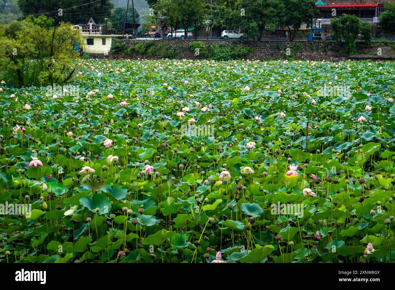 Hundreds of lotus flowers at Kamal Tal, also known as Lotus Lake, in ...