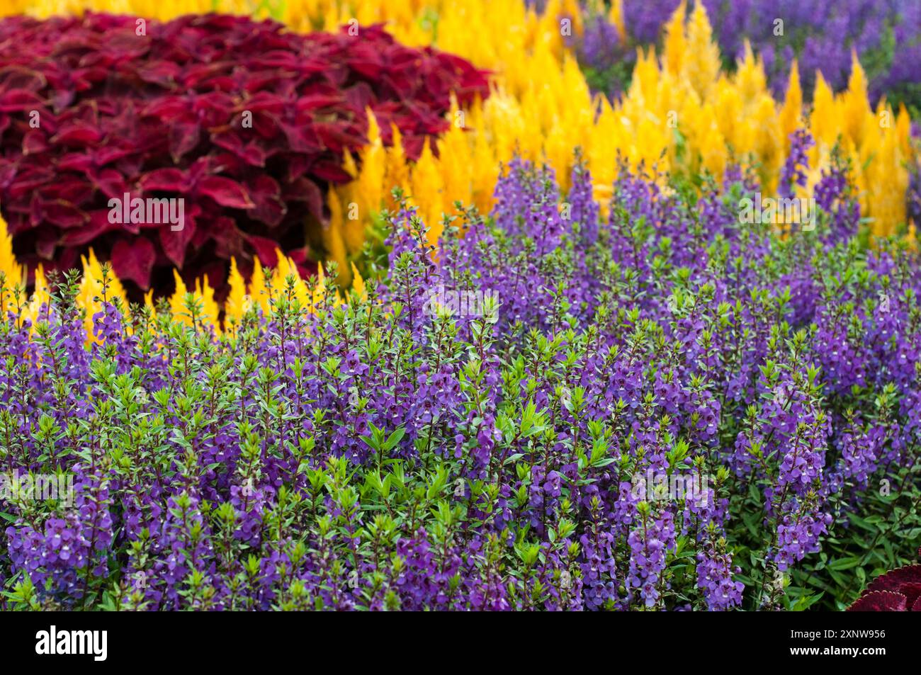 Angelonia angustifolia purple or Summer Snapdragon with Celosia Yellow ...