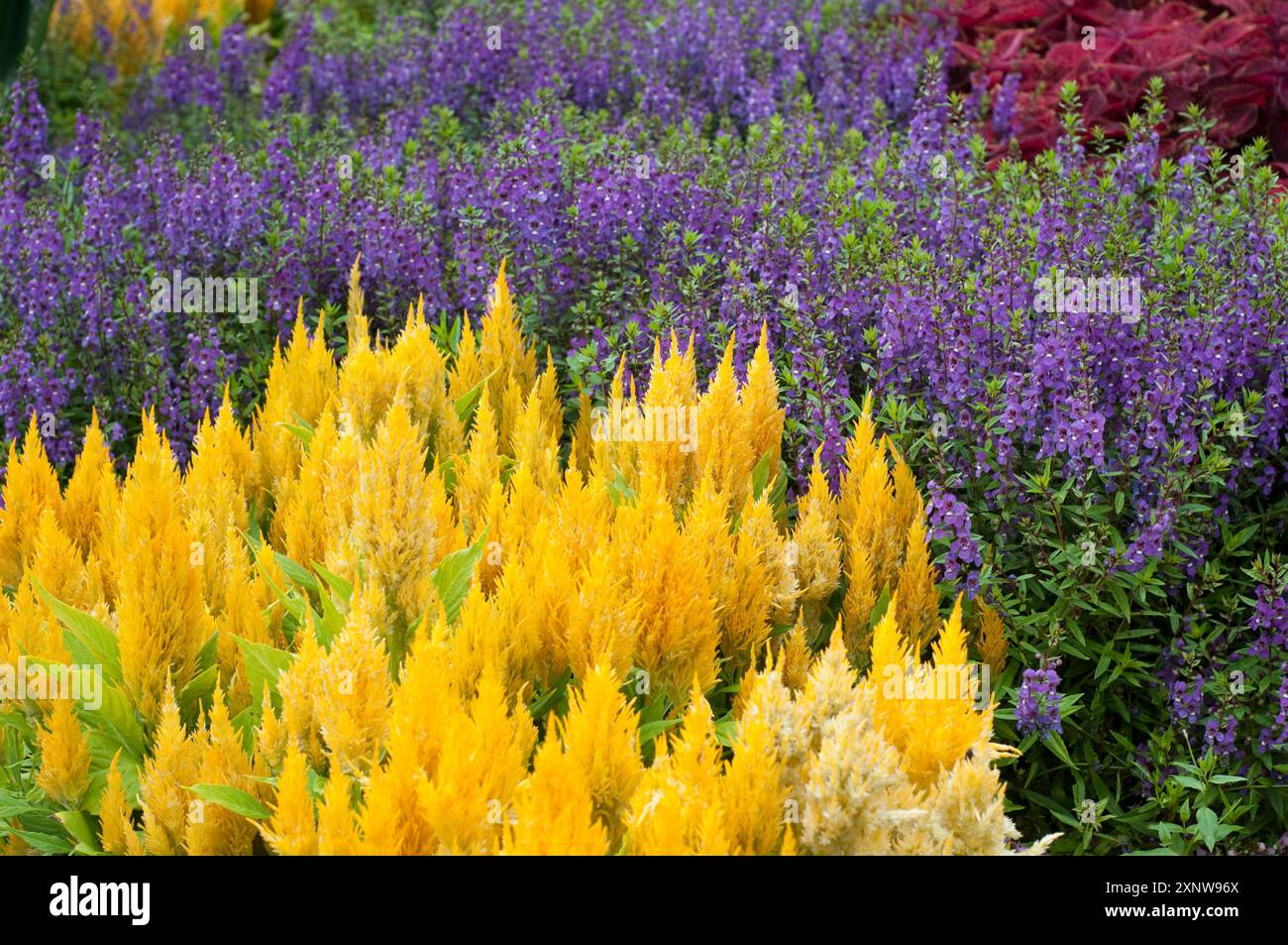 Celosia Yellow and Angelonia angustifolia purple or Summer Snapdragon ...