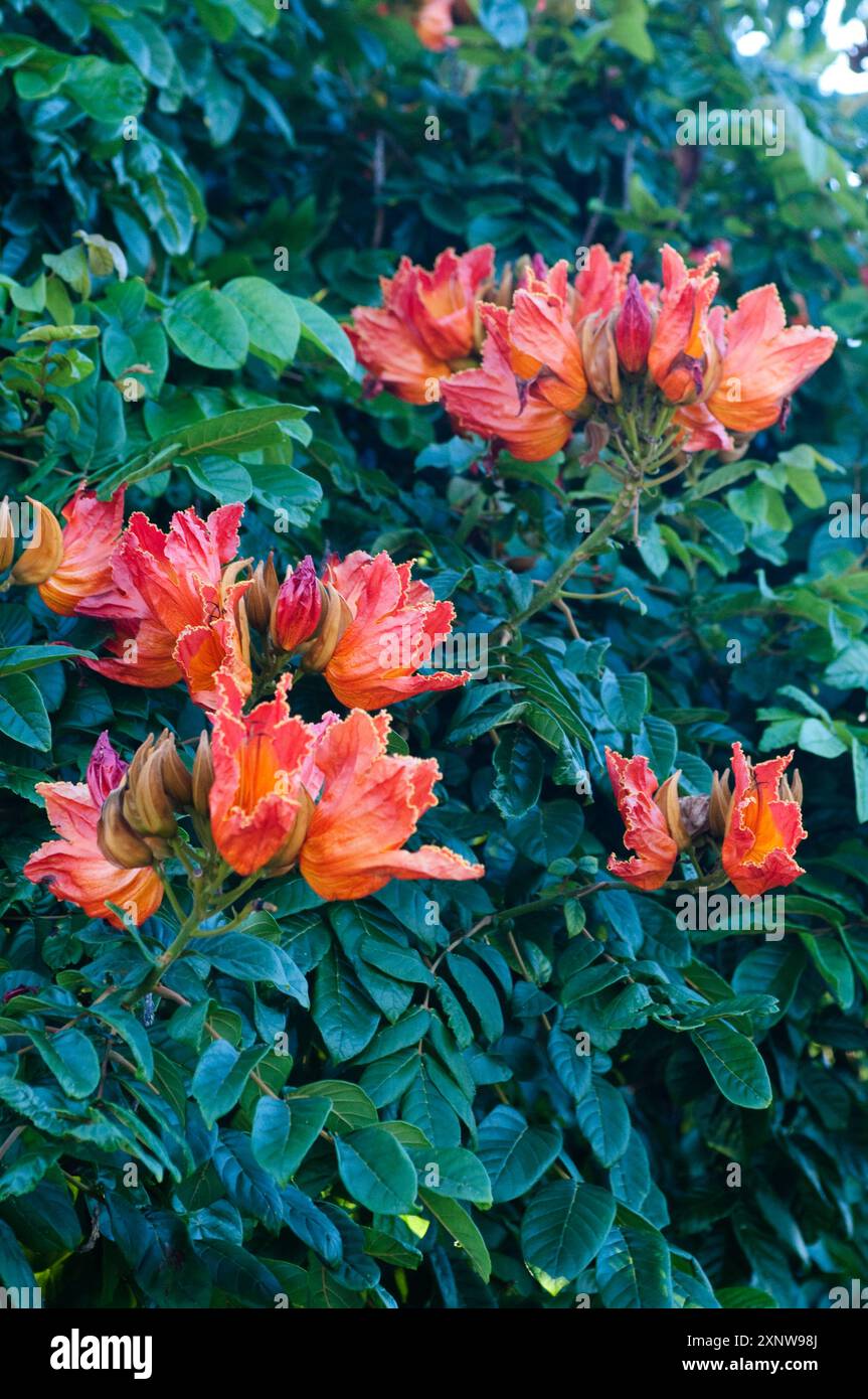 African tulip tree spathodea hi-res stock photography and images - Alamy