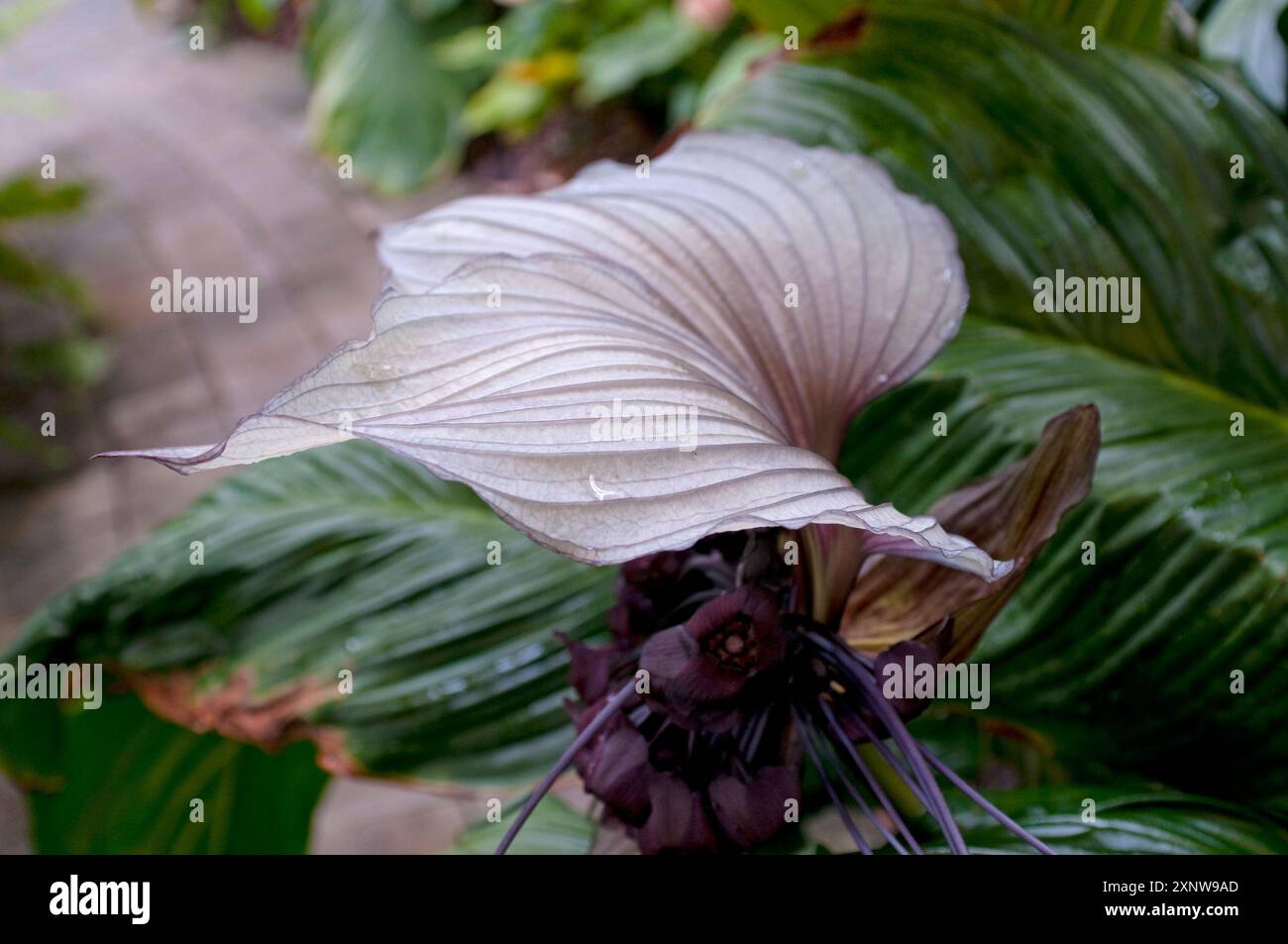 Blossom bat hi-res stock photography and images - Alamy