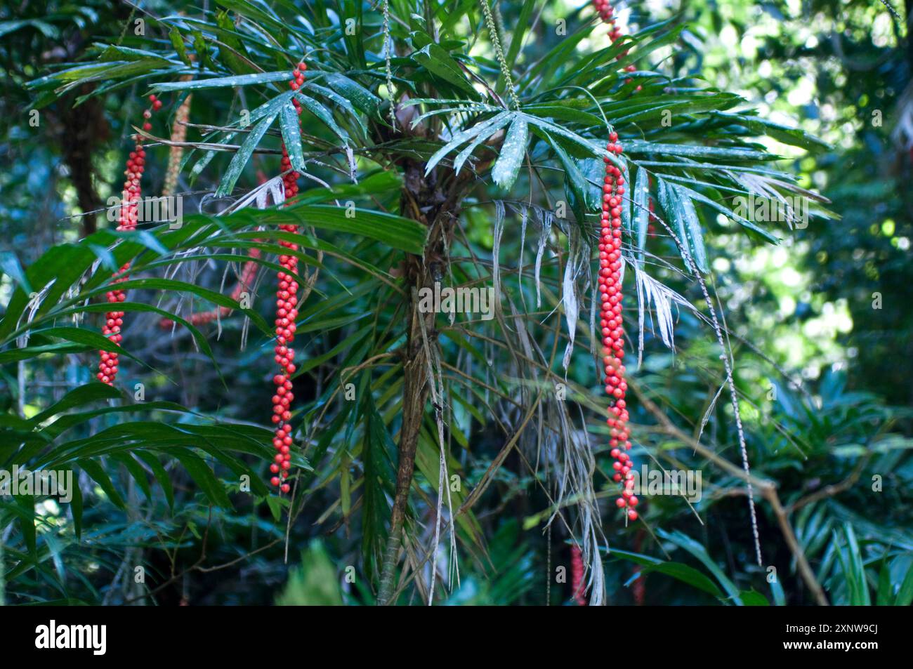 Walking stick palm with red berries, Linopadix monostachya Australia ...