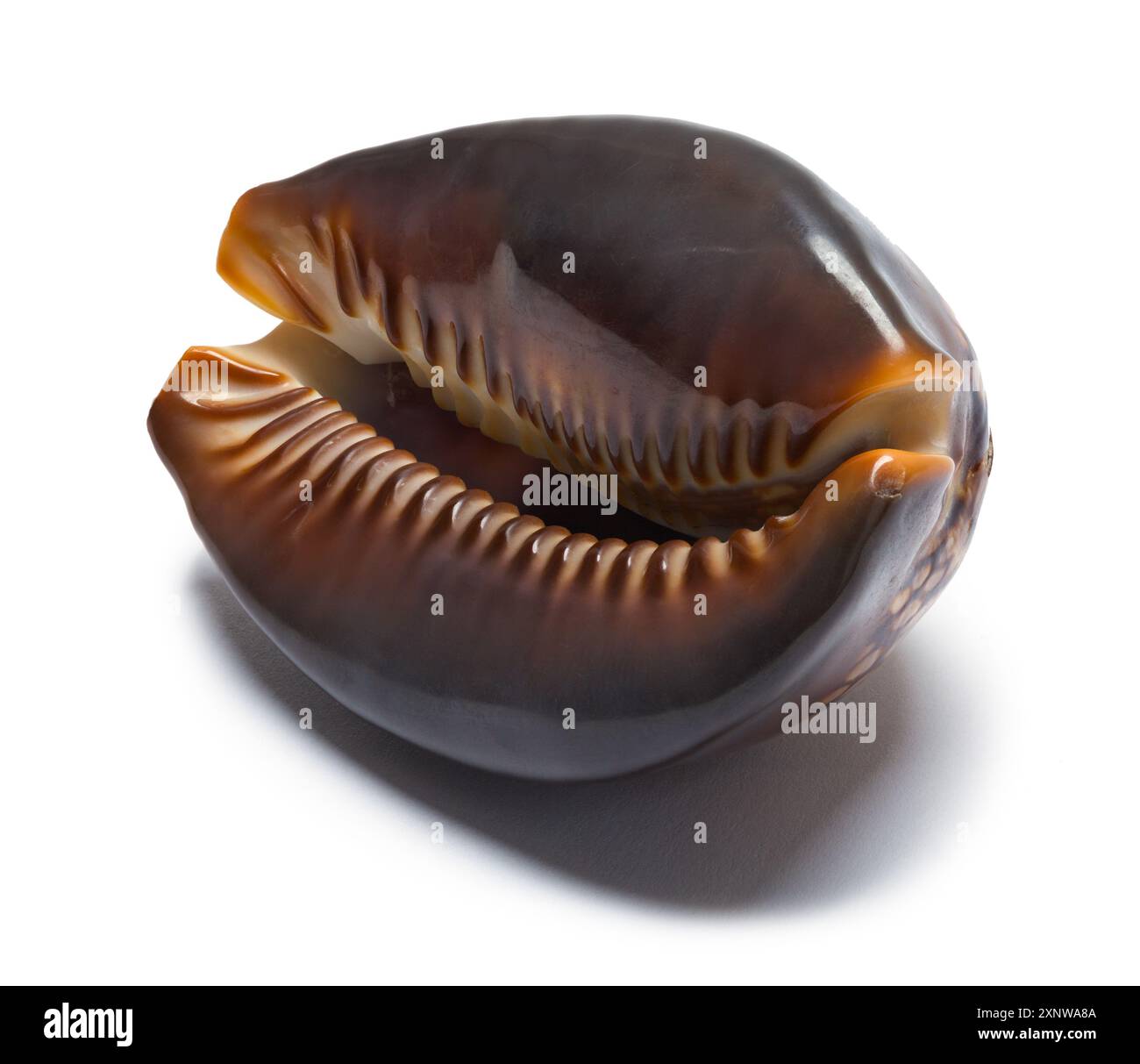 Sea shell brown spikes hi-res stock photography and images - Alamy