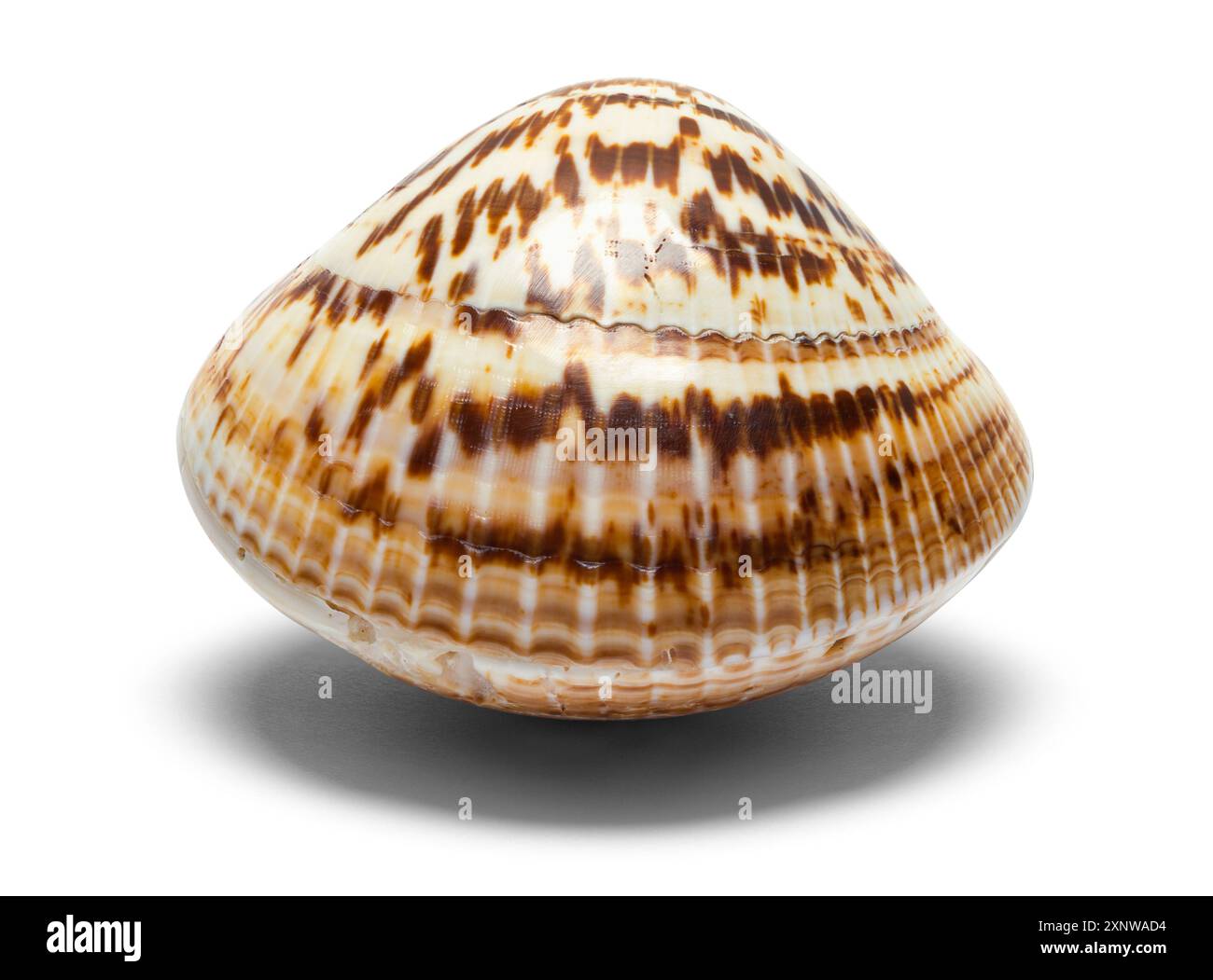 Clam shell Cut Out Stock Images & Pictures - Alamy