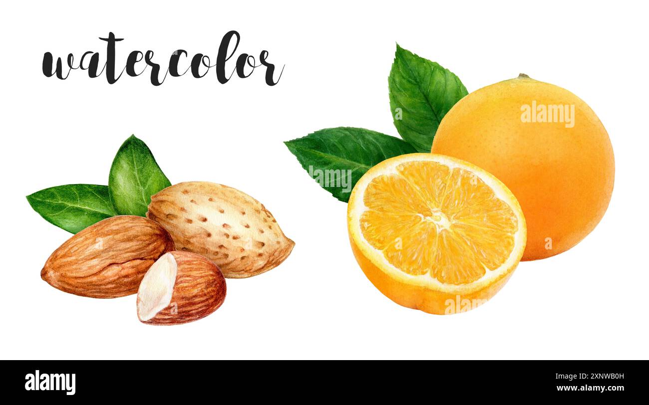 Stunning and Refreshing Fresh Orange and Almond Watercolor Art that ...