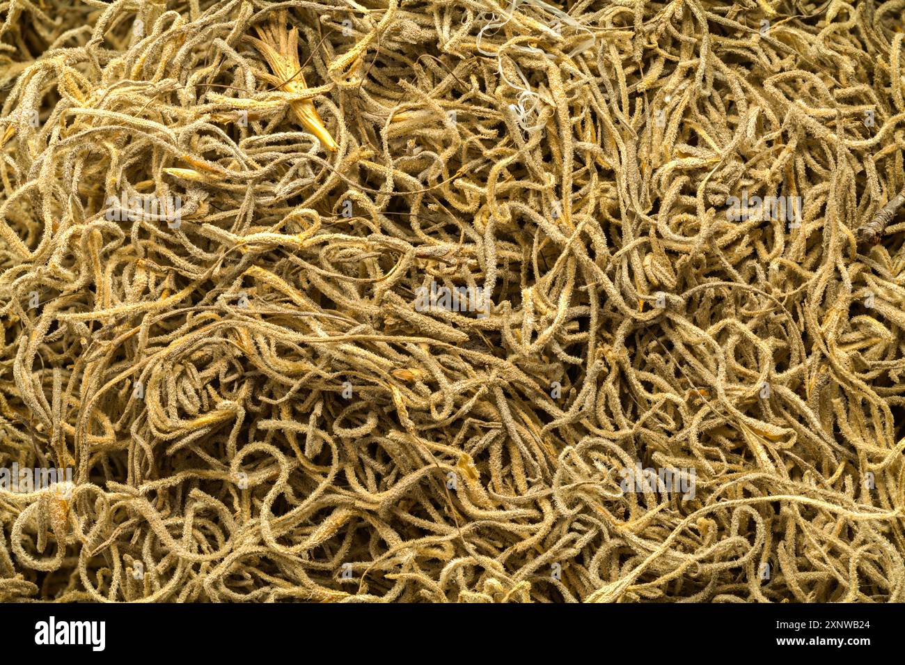 Dry Brown Moss in a Heap Background Texture Stock Photo - Alamy