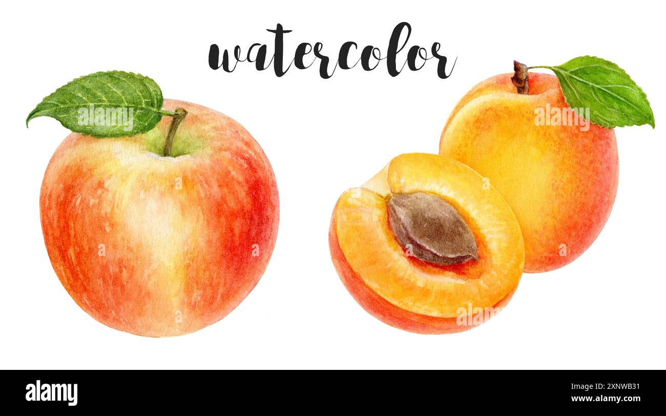 A beautiful and vibrant watercolor illustration featuring apples and ...