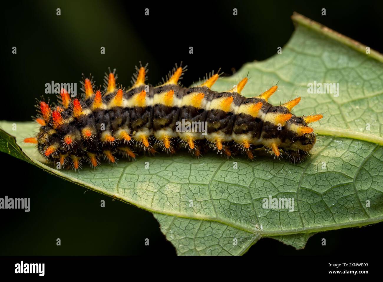 Eastern Festoon butterfly - Zerynthia cerisyi, caterpillar of beautiful ...