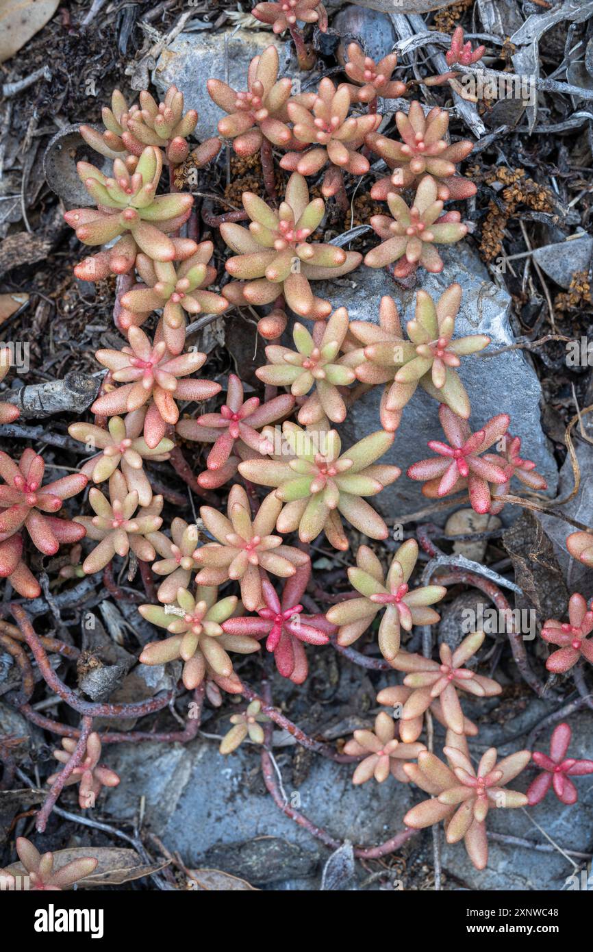 Closeup top view of succulent plant sedum album aka white stonecrop ...