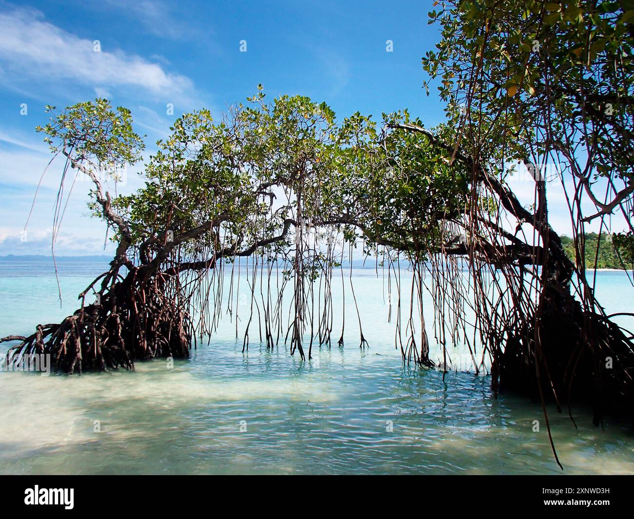 Mangroves prop roots at a calm beach - Raja Ampat - Indonesia | This ...