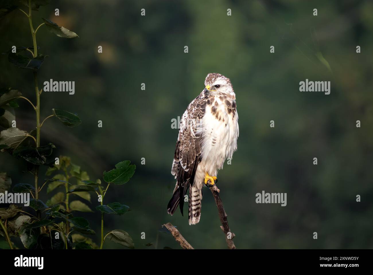 Portait of bird hi-res stock photography and images - Alamy