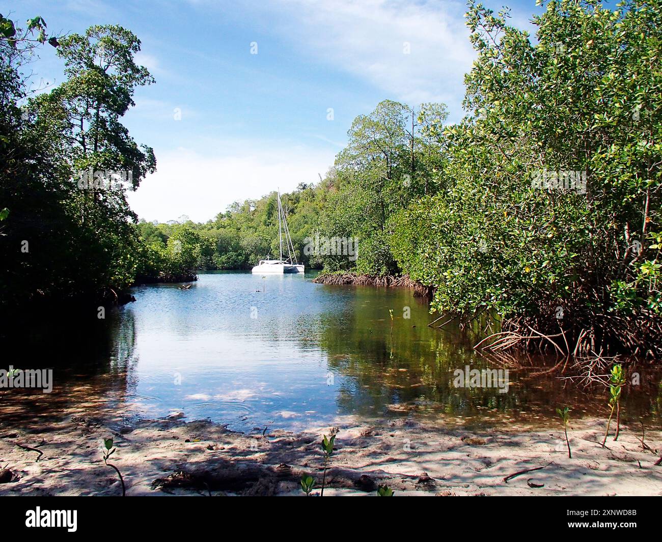 Mangroves - Nature's Coastal Guardians. Catamaran anchors in a lonely ...