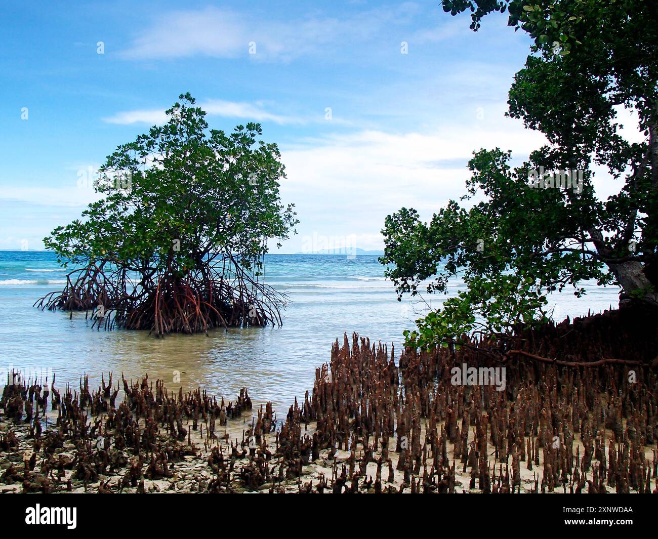 Mangroves right on the beach, up close in Raja Ampat, Indonesia. You ...