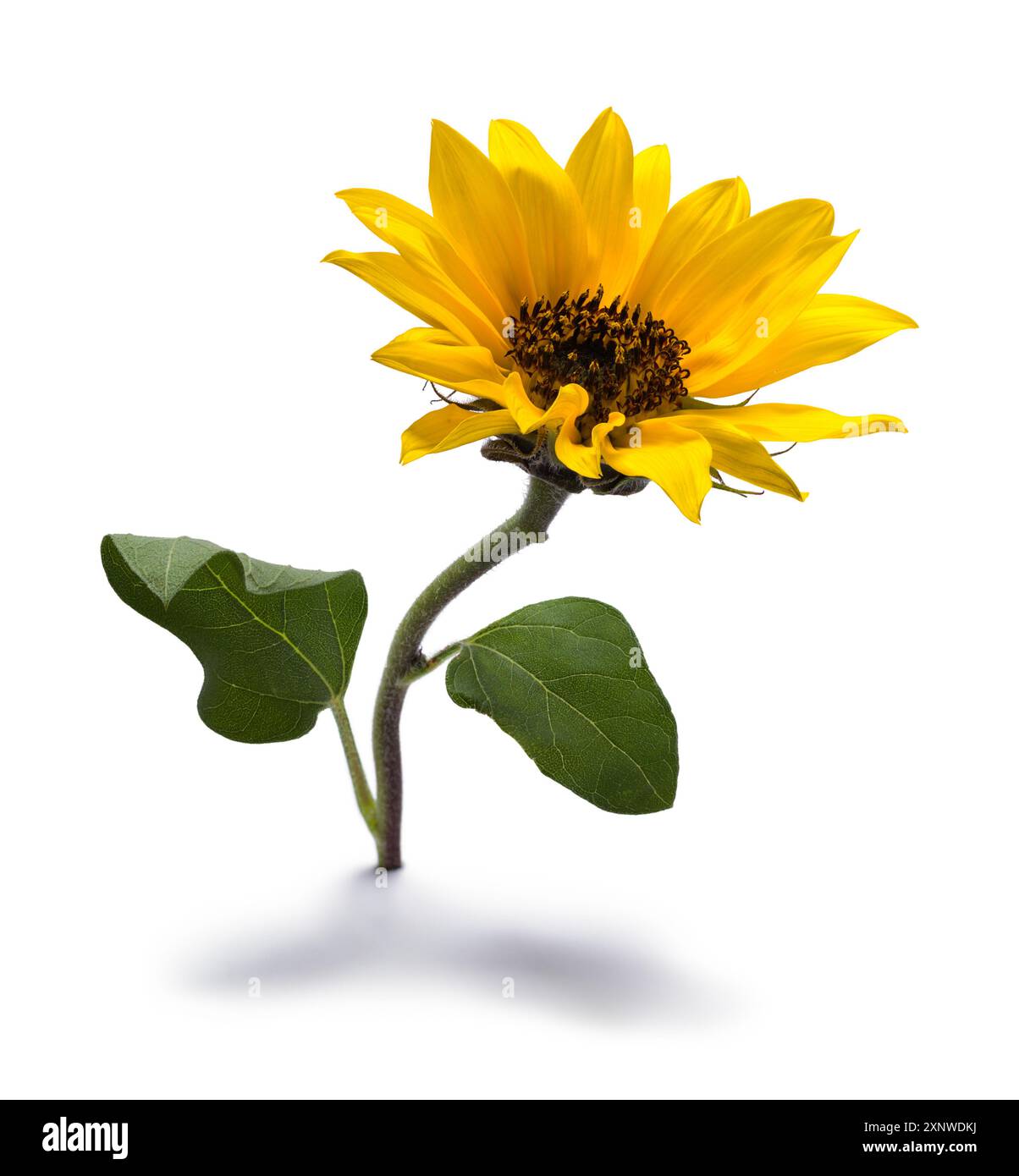 Sunflower side hi-res stock photography and images - Alamy